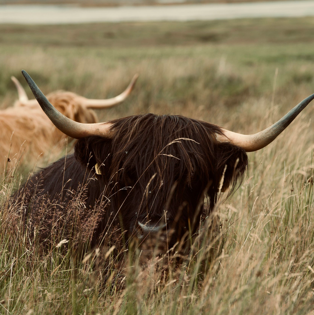 Taurus: Security, Simplicity, & Survival | by Inner Moonlight Astrology ...