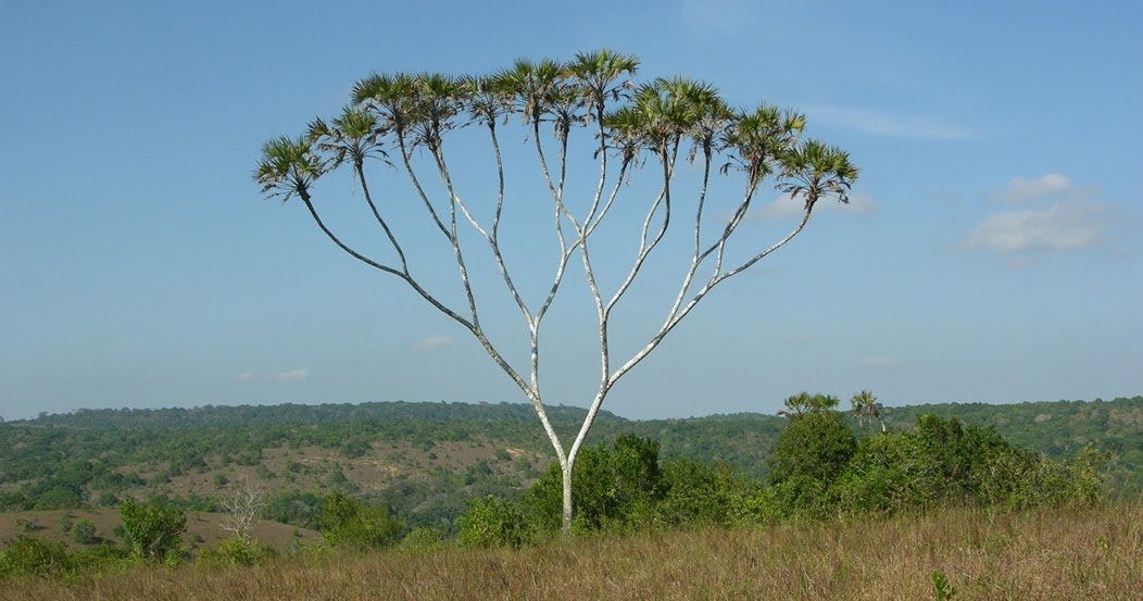 How to solve any Binary Tree LeetCode question | by Brighton Asumani | Medium