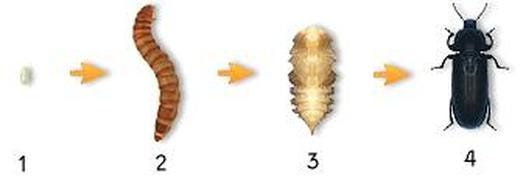 Mealworms Life Cycle