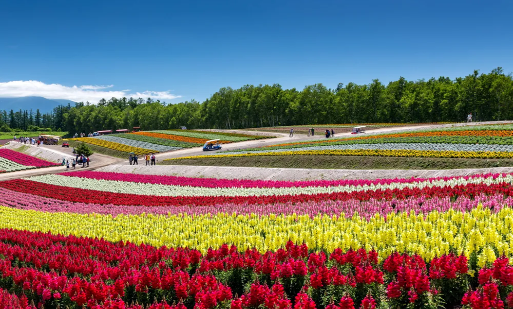13 Mesmerizing Places to Watch Flowers Bloom | by Yasir Hamid | Oct ...