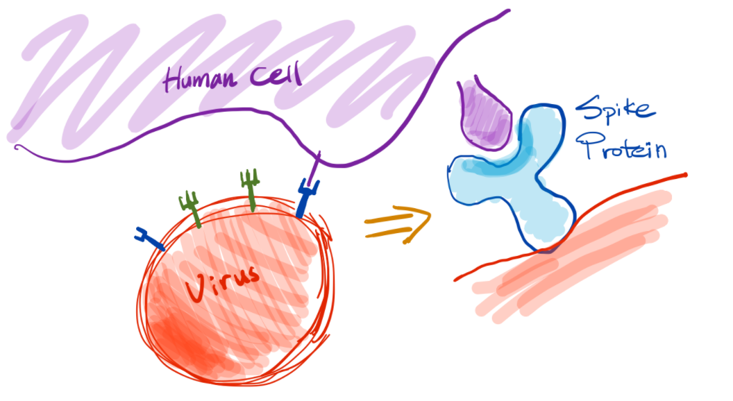 Computational Immunogen Design. As current situation of SARS-CoV-2 ...