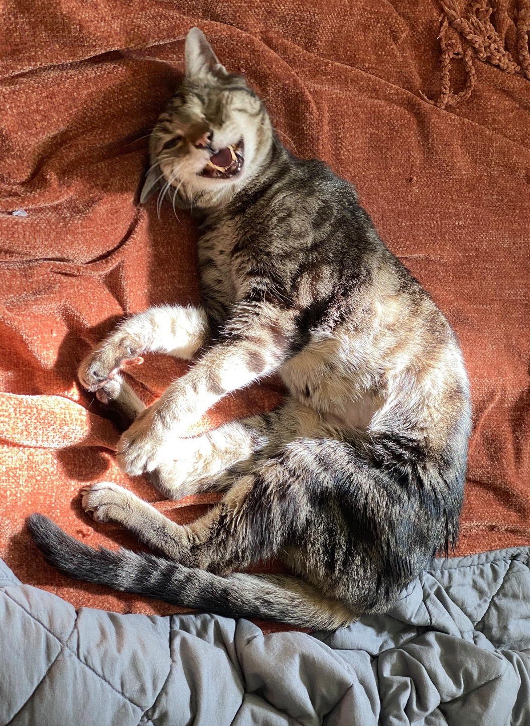 A thank you for everyone who’s helped with my cat Bartleby’s GoFundMe ...