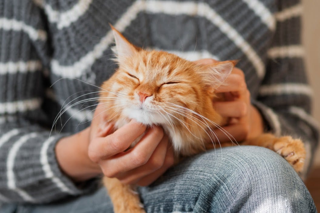 Unveiling the Friendliest Cat Breeds: Building Loving Bonds - lovelycat - Medium