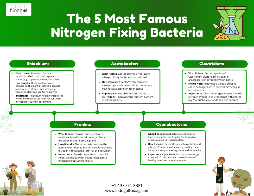 The Powerhouses of Nitrogen Fixation: 5 Key Bacterial Players ...