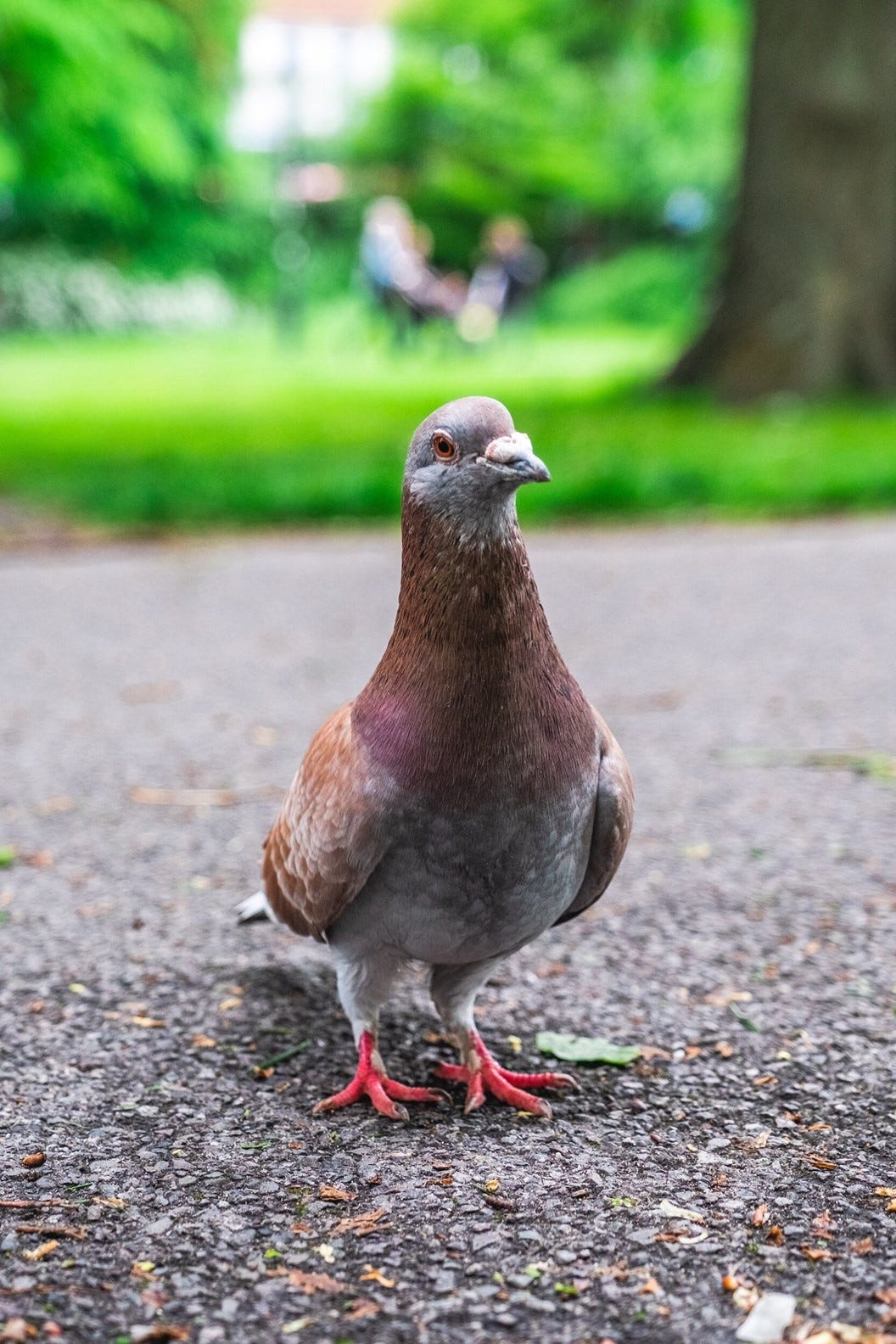 My Pigeon Principle. I have long had a theory about pigeons… | by ...