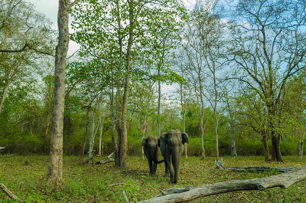 Wild Through Wide- Matriarchal Family | by sajeesh radhakrishnan ...