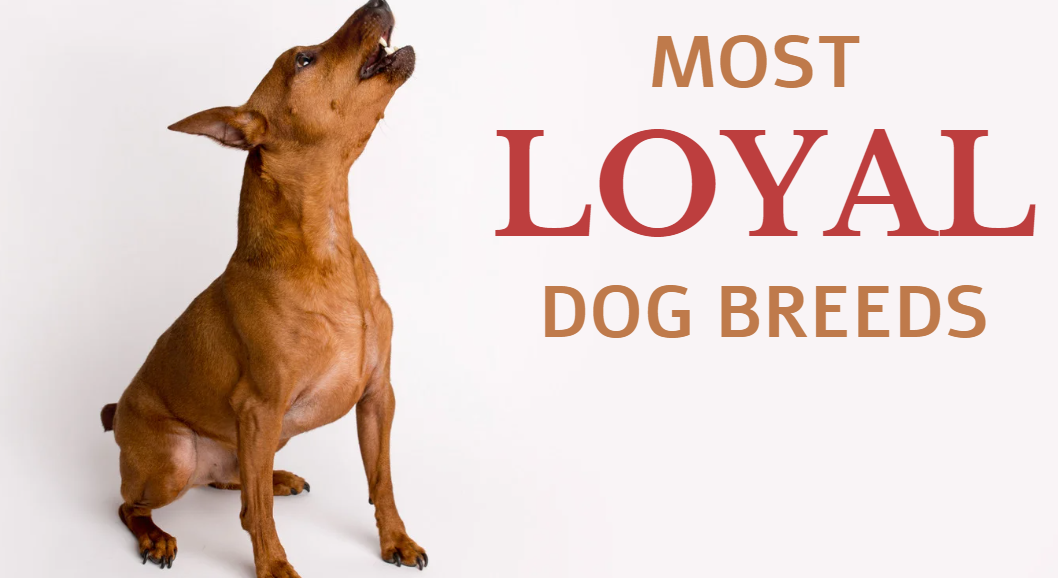 Most Loyal Dog Breeds for Families | by Bryan Ramirez | Jul, 2024 | Medium