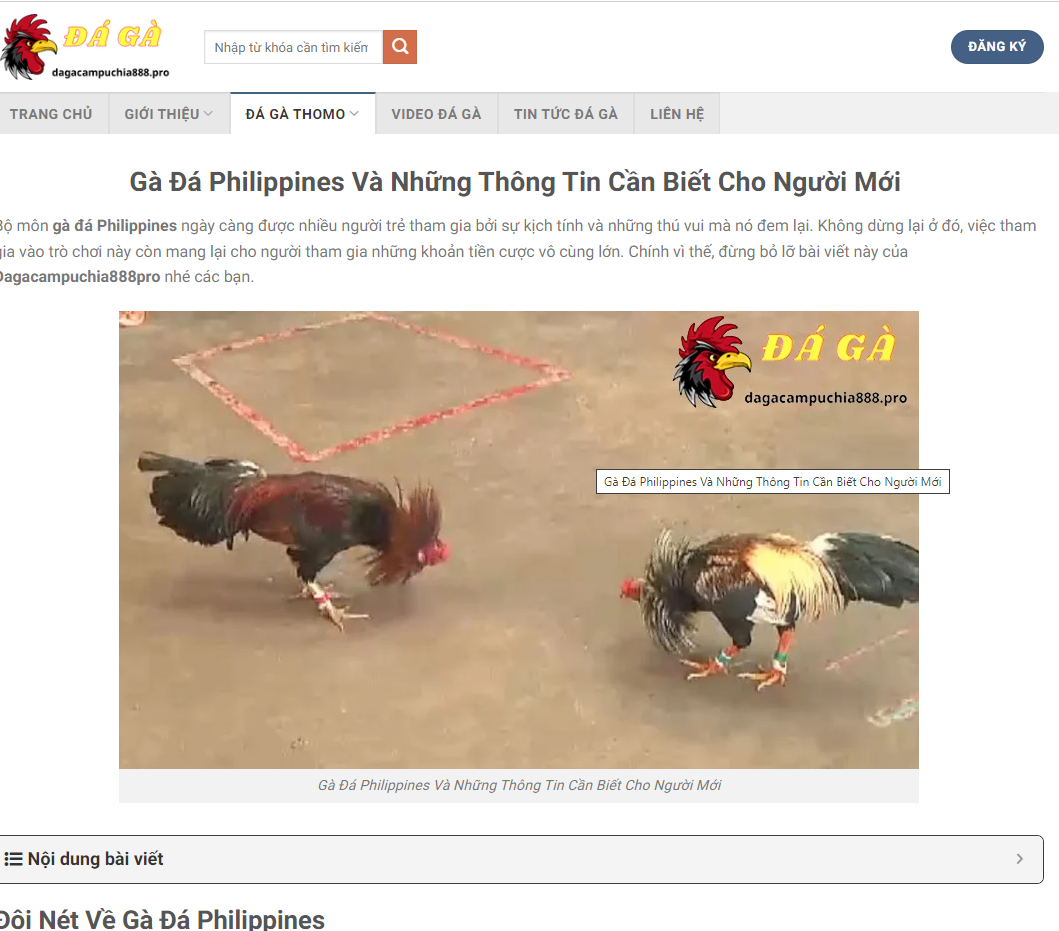 nhung dieu can biet ve da ga philippines danh cho nguoi moi medium - dagacampuchia888 - Xem đá ...