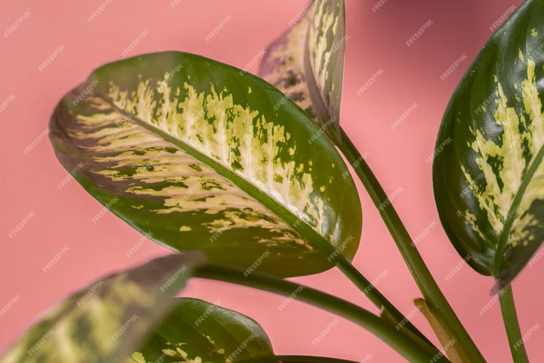 Natural Pain Relief Plants: A Healing Garden for Body and Soul | by ...
