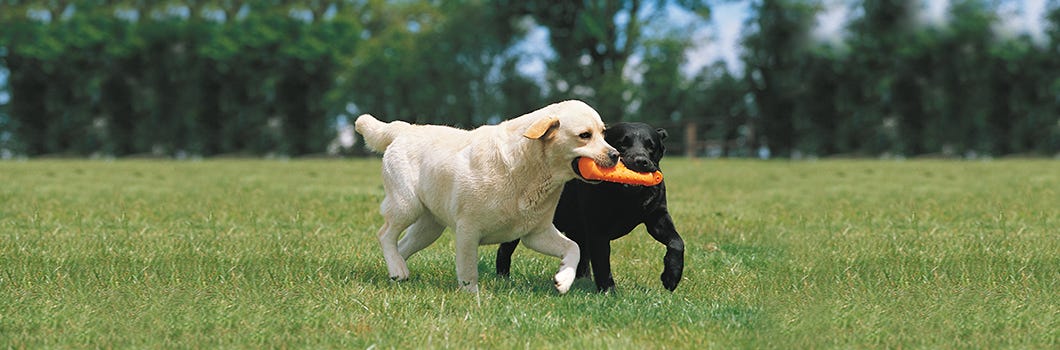 Keep up your dog’s training sessions! | by Royal Canin | Medium