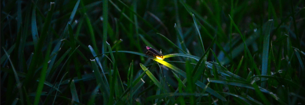 Fireflies Flashing in the Wisconsin Night | by Jen Turrell | Medium