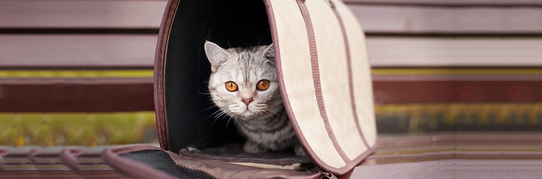 The perfect va-cat-ion.. Travelling is fun. But have you ever… | by ...