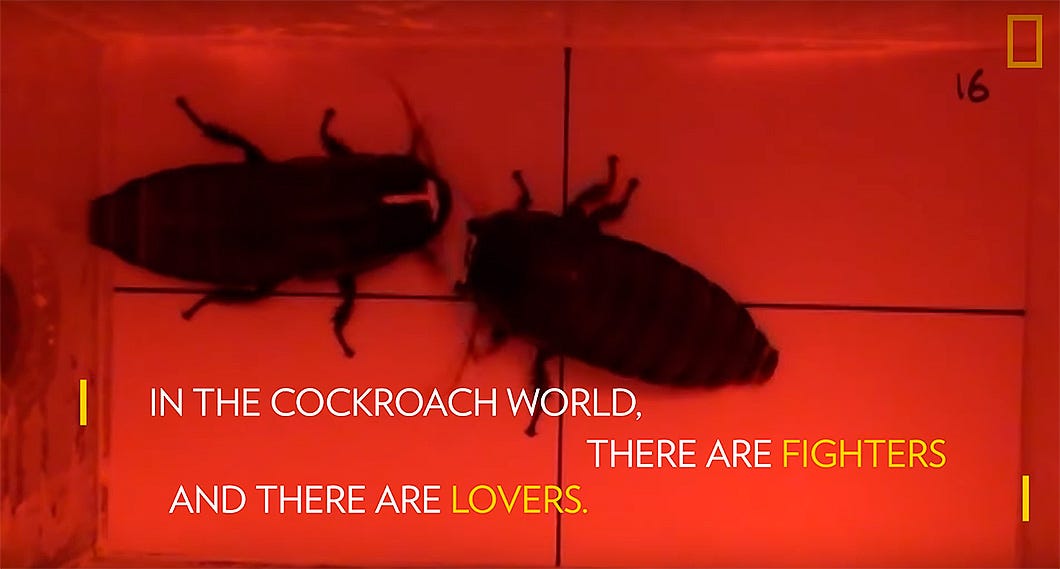 How Do Madagascar Hissing Cockroaches Fight? | Medium