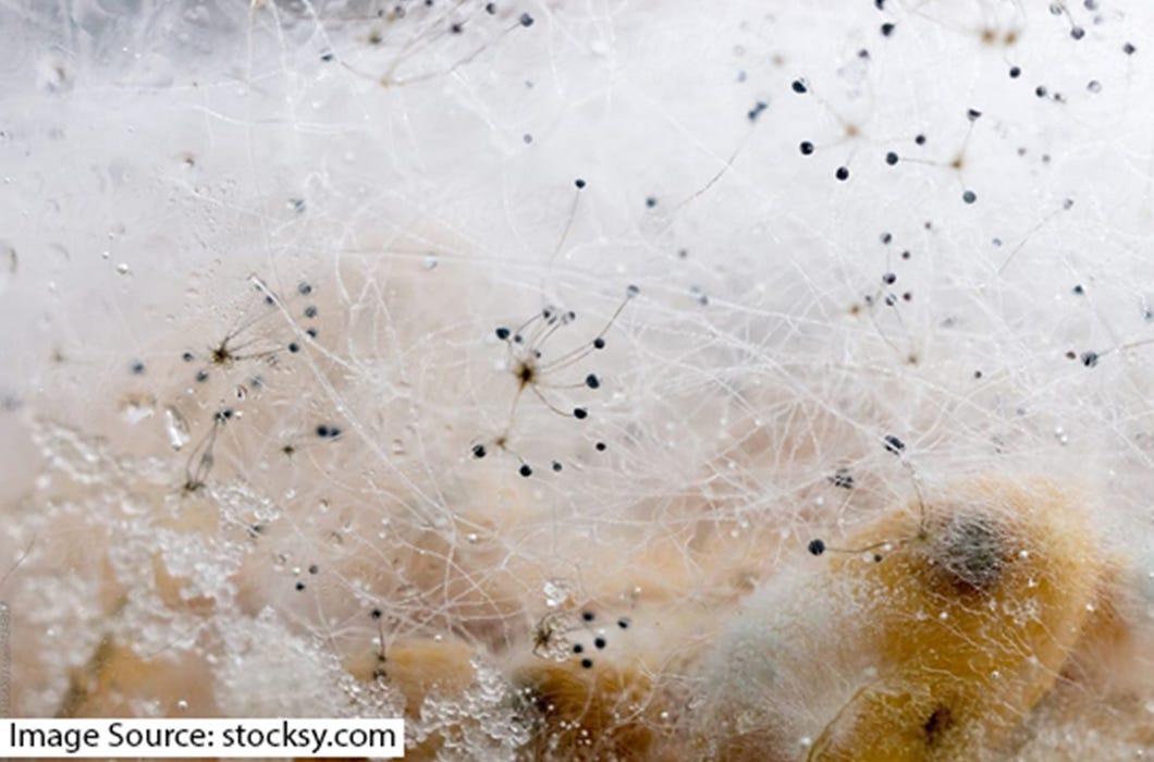 Black Fungus. Understanding Black Fungus | by Filaantrodigital | Medium
