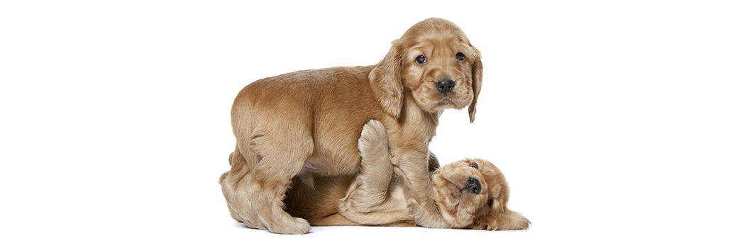 Why you need to watch your Medium puppy’s weight | by Royal Canin | Medium