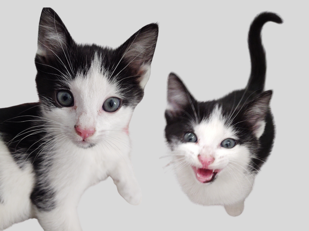 Kitten - Catness - Medium