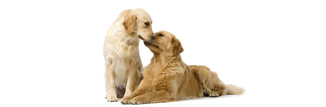 7 things to keep in mind while adopting an adult dog | by Royal Canin ...