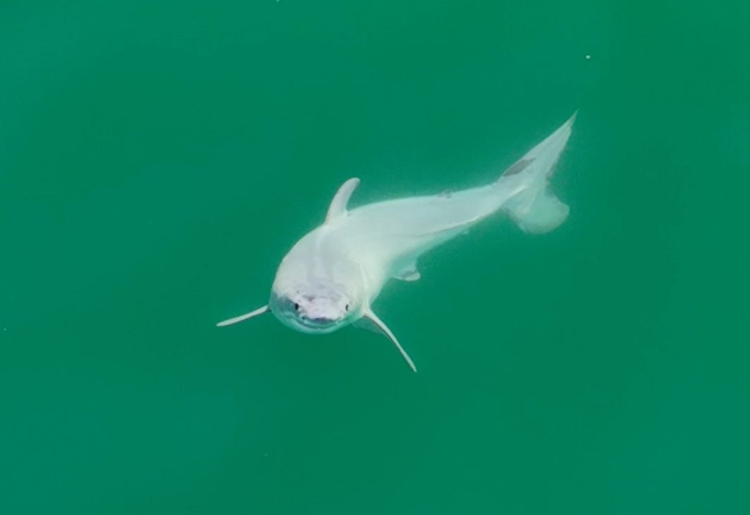 Is This the First Photo Ever of a Baby Great White Shark | by Robert ...