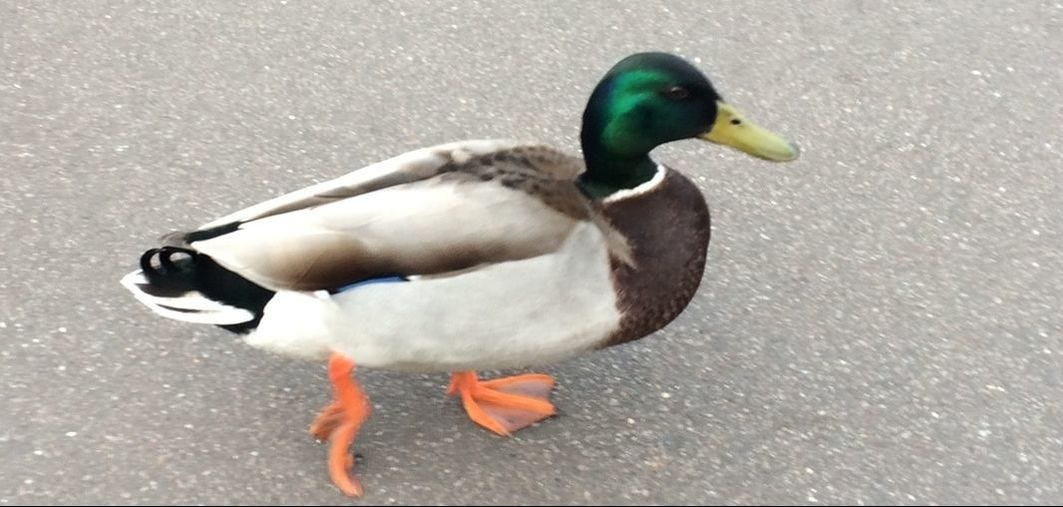 Makers Week 1 Retro. I met a duck while taking a walk this… | by Paula ...