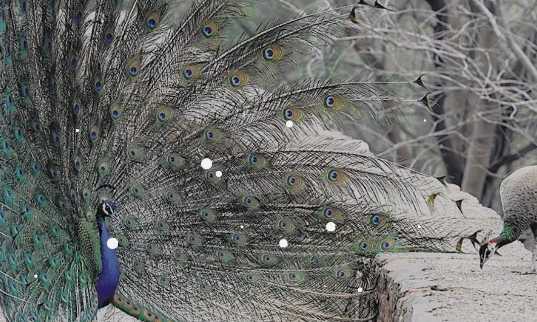 Celebrating the Male Form: Exploring the Intricate Beauty Beyond the ...