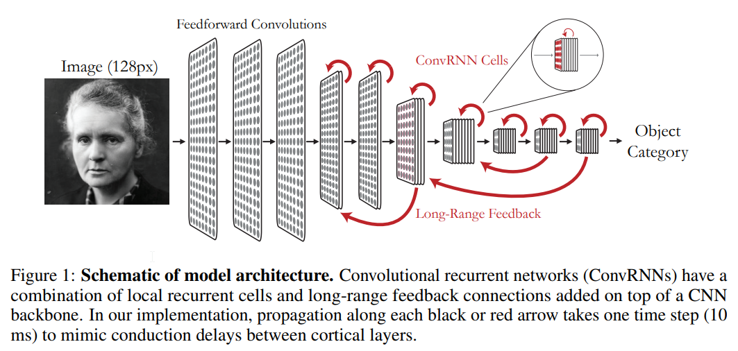 Notes on “ Task-Driven Convolutional Recurrent Models of the Visual ...