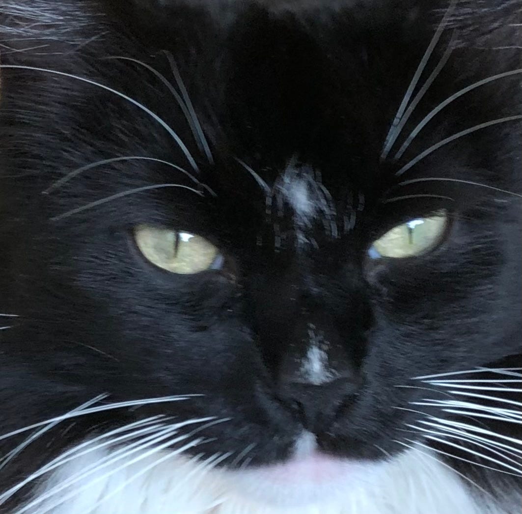 How My Cat’s Takeover Makes My Life Better: A Purr-Fect Tale | by ...