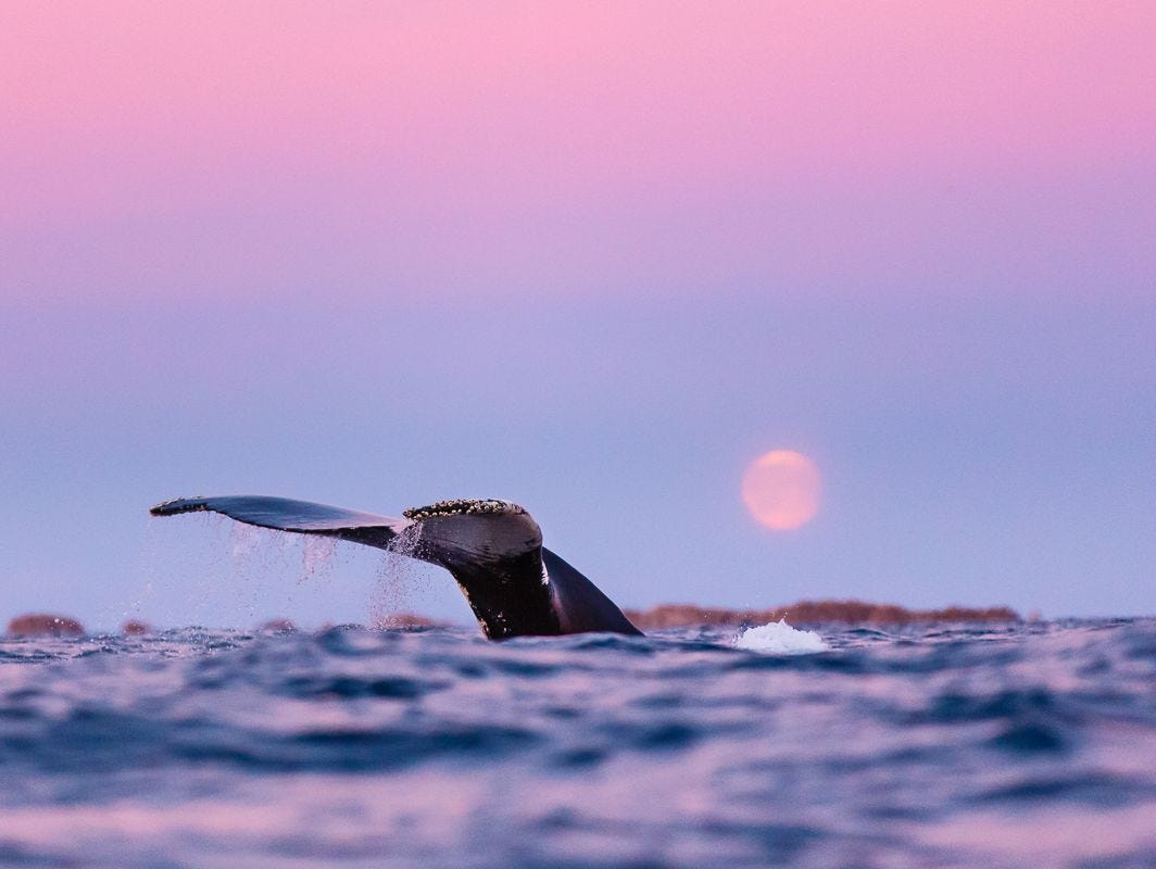 Docker Cmd Vs Entrypoint Defining Container Behaviour By Headintheclouds Dev Genius