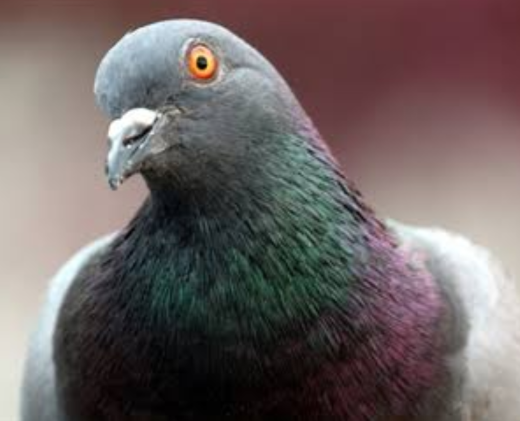The Curious case of Ornithophobia | by Flyingspageti | Medium