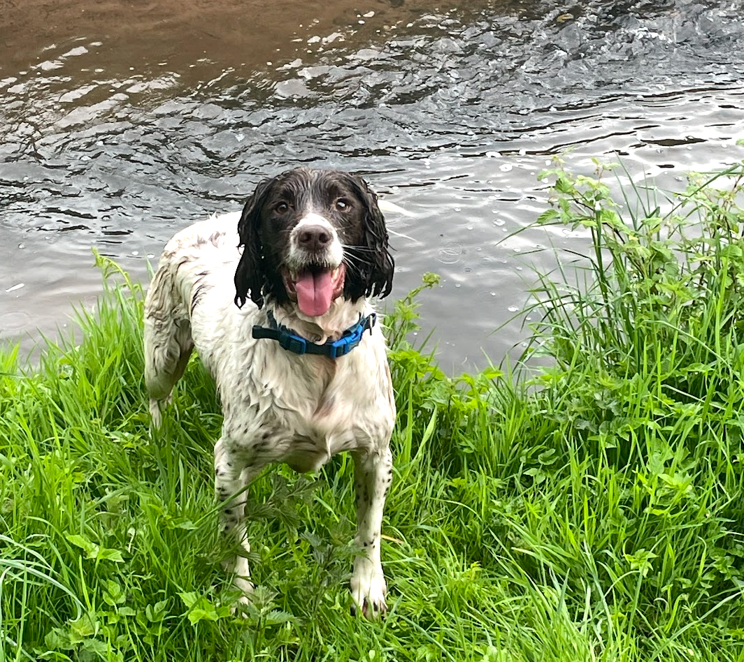 Loki the Dog. A Poem for a Springer Spaniel | by Claire de la Varre ...