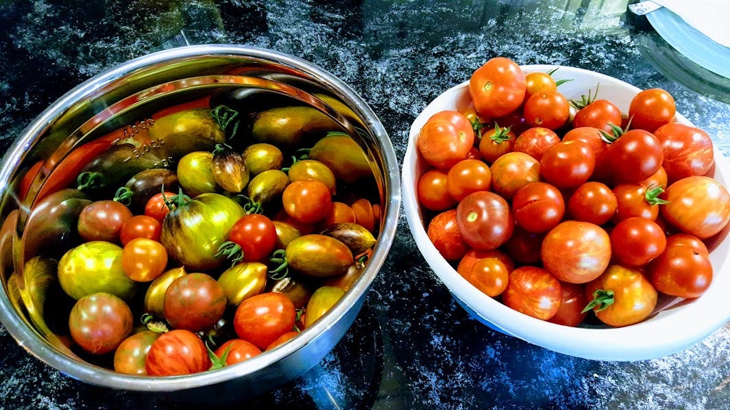 A Guide to Harvesting and Storing Tomatoes | by Backyard Garden ...