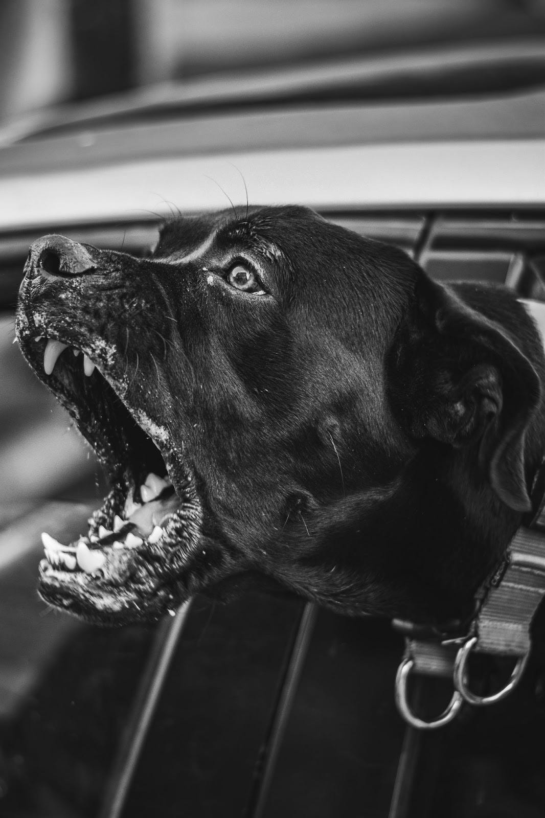 The 3 Most Dangerous Dog Breeds Revealed You ll Be Surprised By
