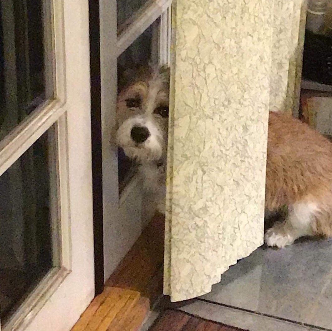 Someone pooped in the house last night. | by Lu Skerdoo | Good Vibes ...