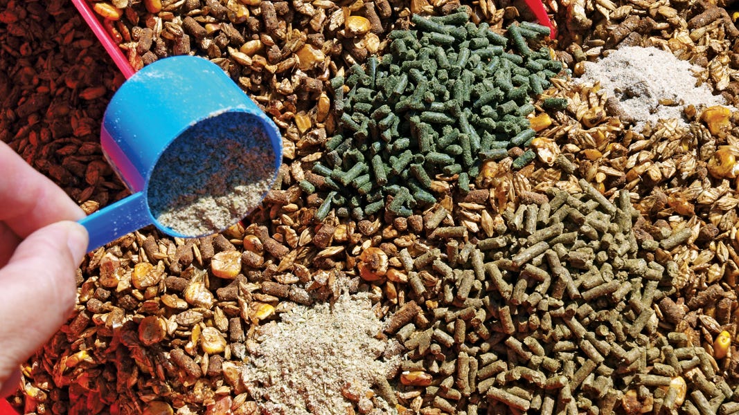 Cultivating Health from Within: The Untold Story of Probiotics in ...