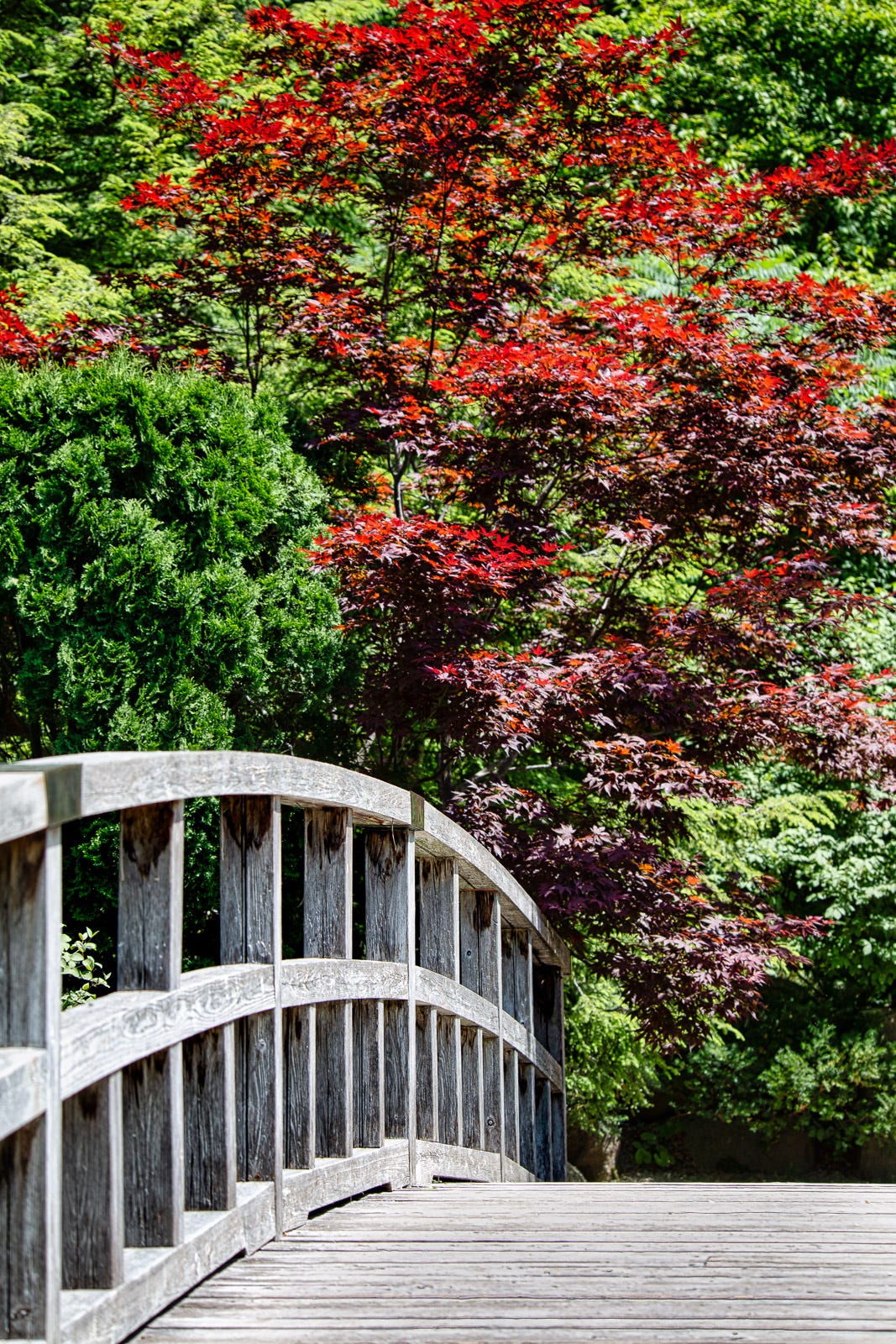 A Walk Through Anderson Japanese Gardens | by Lauri Novak | In Living ...