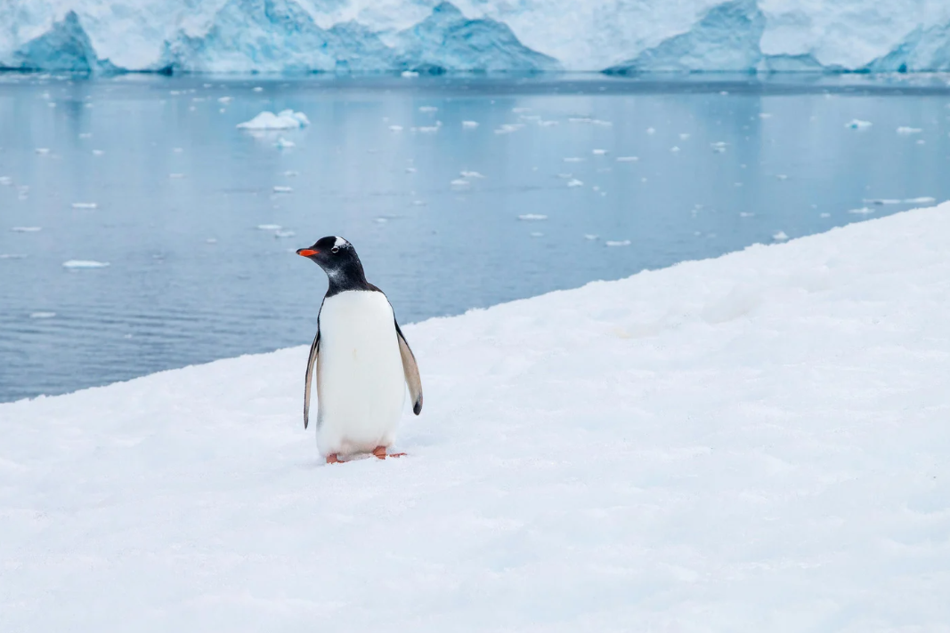 Nihilist Penguin. The other night, a video popped up on… | by Oz | Life ...