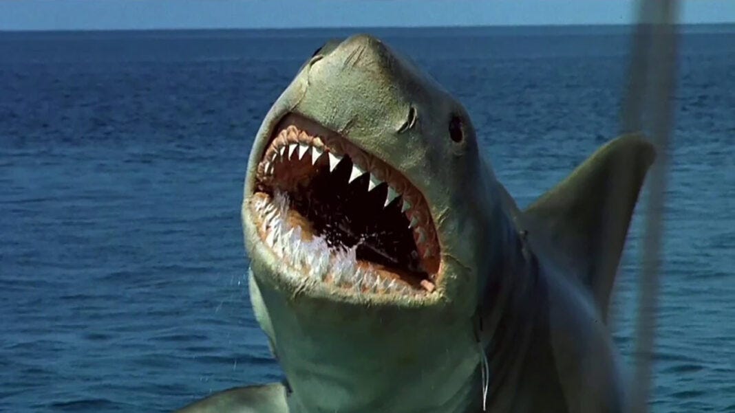 Jaws The Revenge is the Dumbest Horror Movie in History | by Emy Quinn | The Live. Love. Laugh ...