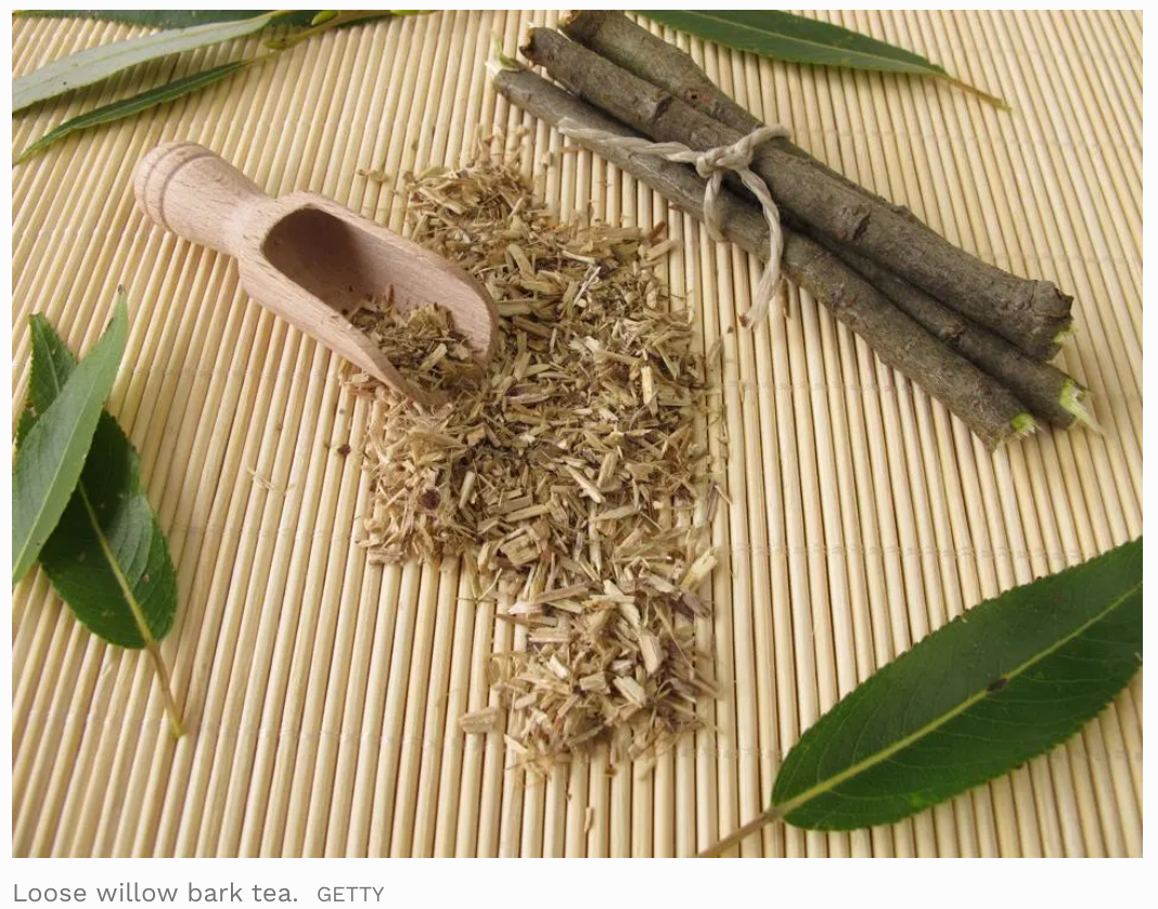 Willow Bark Tea May Cure What Ails You | by 𝐆𝐫𝐫𝐥𝐒𝐜𝐢𝐞𝐧𝐭𝐢𝐬𝐭, scientist ...