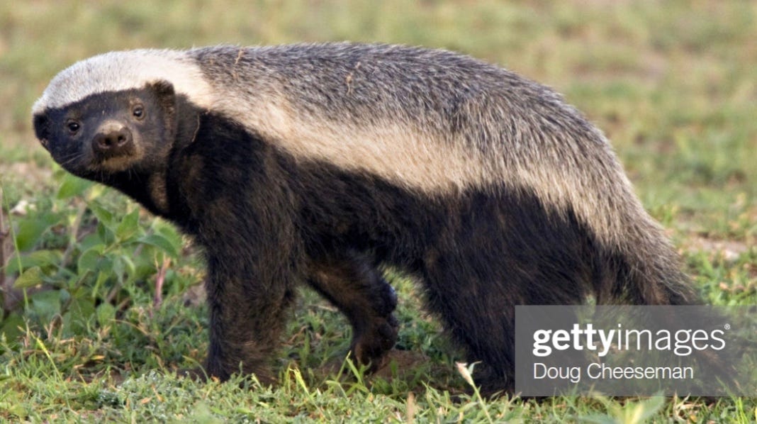 My new favorite animal.. I love dogs — I always have and always… | by ...