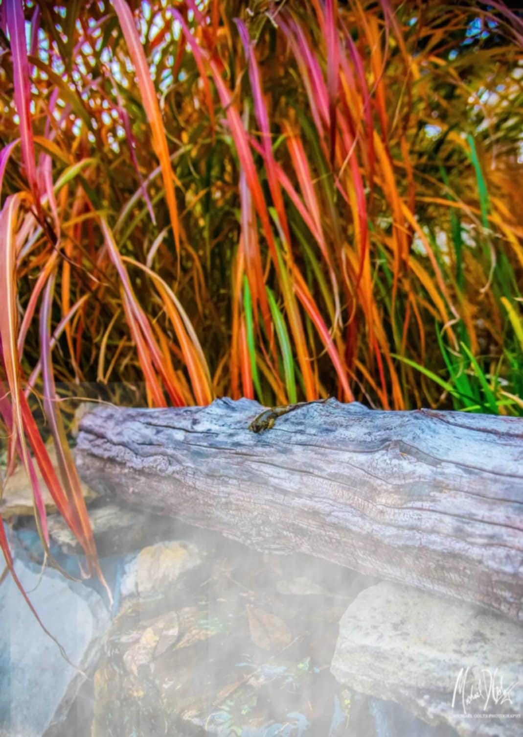 Nothing serious, just a blog about a frog on a log by the bog in the ...
