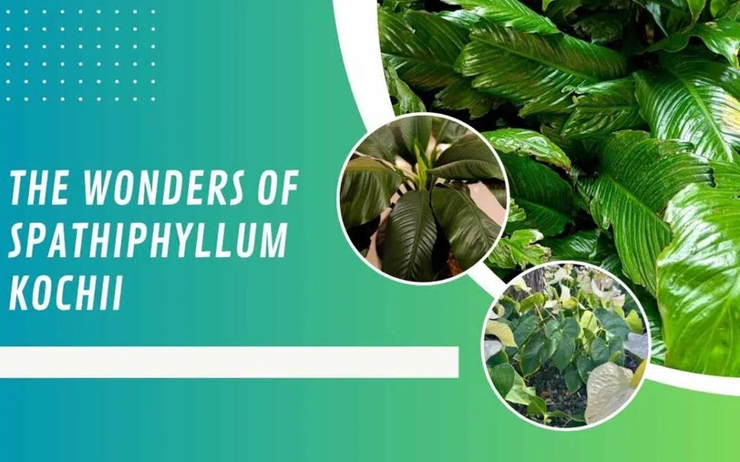 The Wonders of Spathiphyllum Kochii | by kavyaorganicfarm08 | Nov, 2023 ...