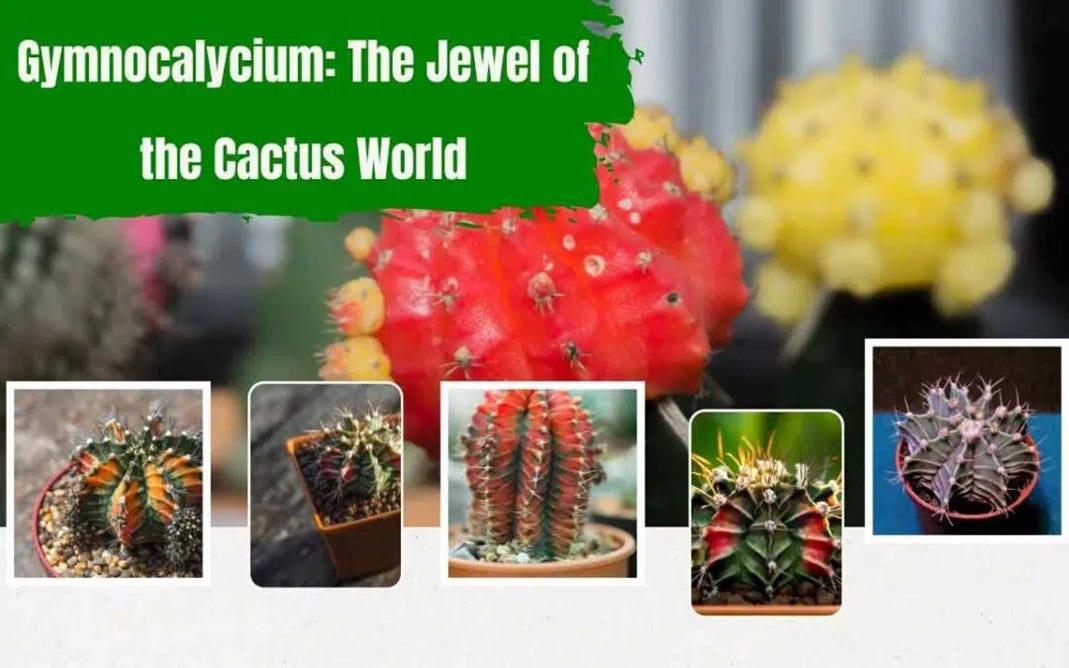 Gymnocalycium: The Jewel of the Cactus World | by kavyaorganicfarm08 ...