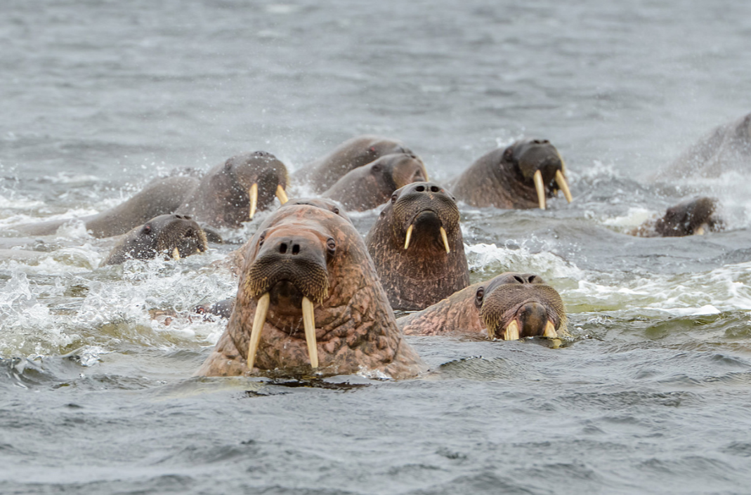 The majestic walruses of the Russian Arctic | by АnyaT | Medium