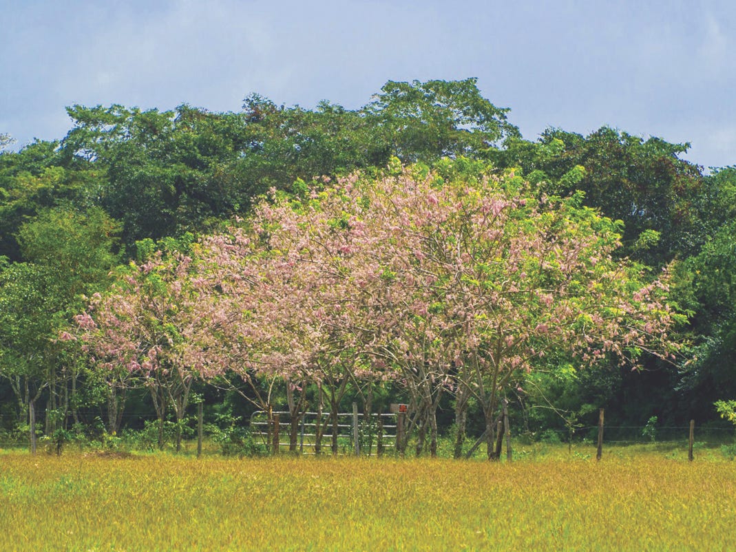 Gliricidia Sepium — Madre de Cacao: A True Natures Gift — Madre de ...