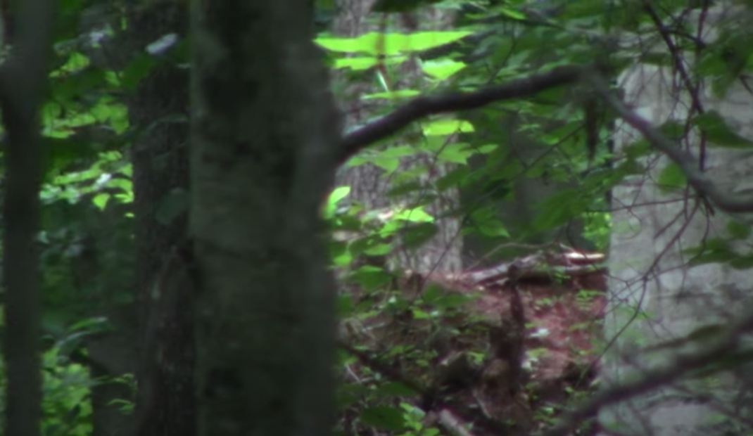 Is This REALLY a “Close and Clear” Dogman Video? - Weird Around ...