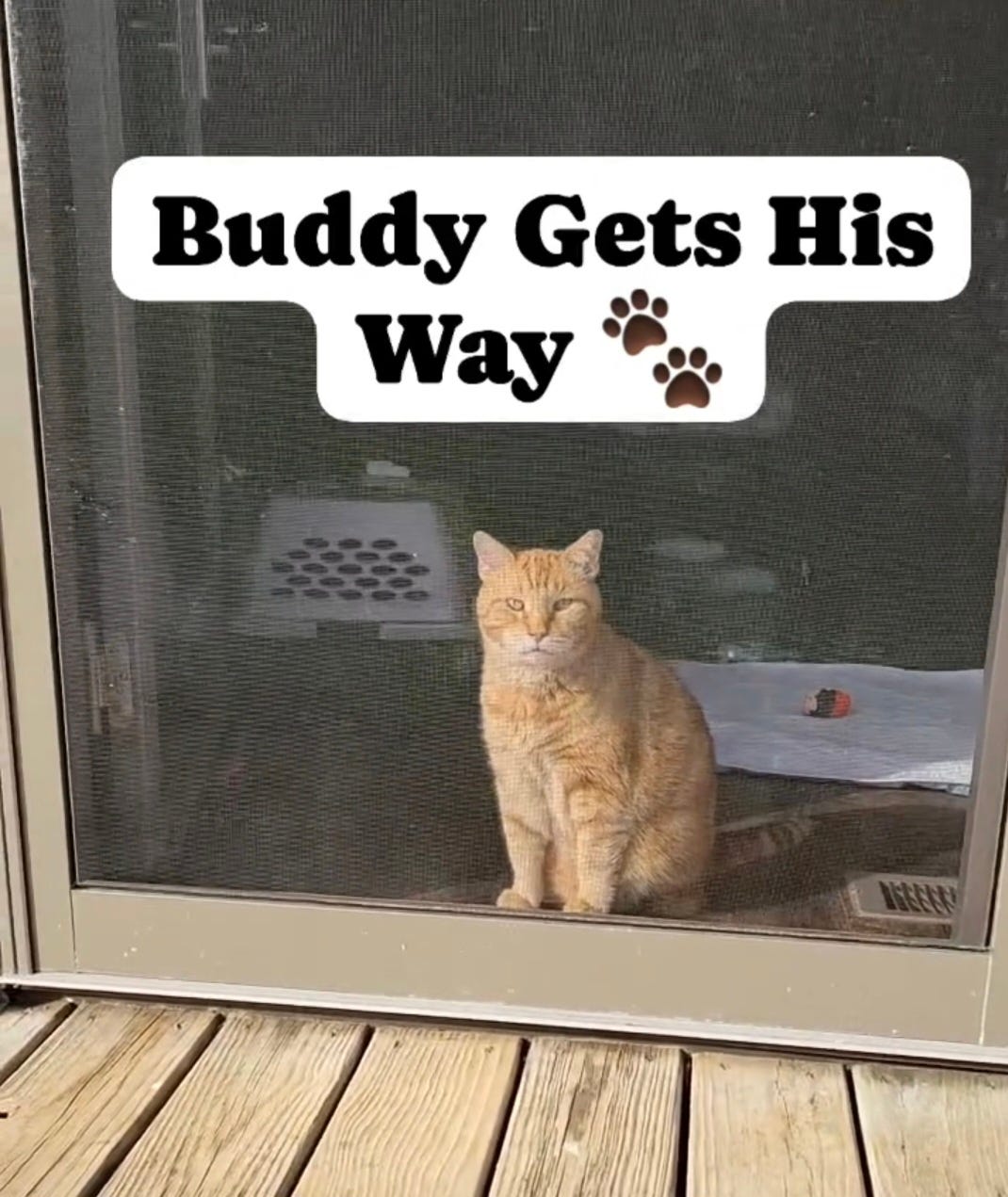 A Cat with a Dog’s Heart. A gentle guardian in a feline frame | by ...