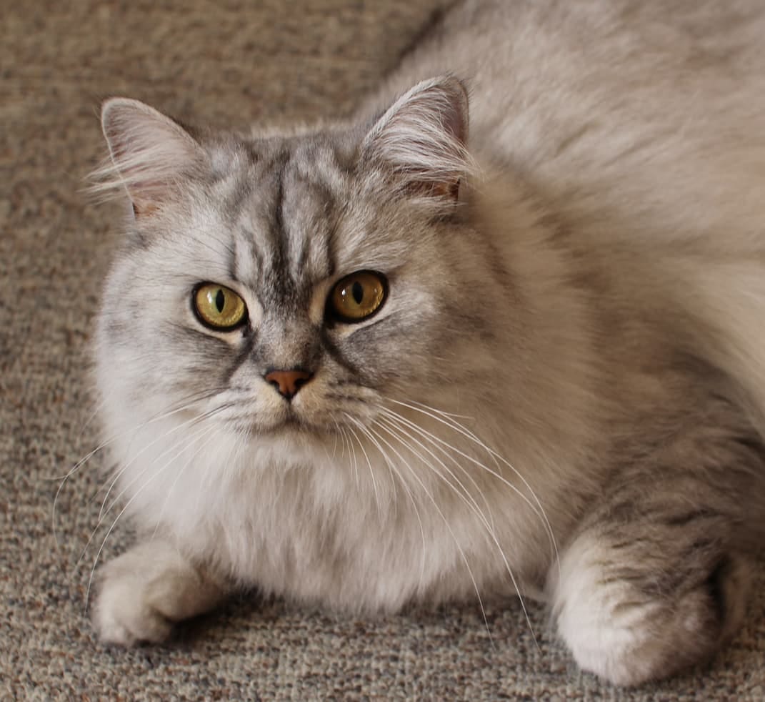 5 MOST ATTRACTIVE CAT BREEDS. 5 Most attractive cat breeds | by Sahil ...