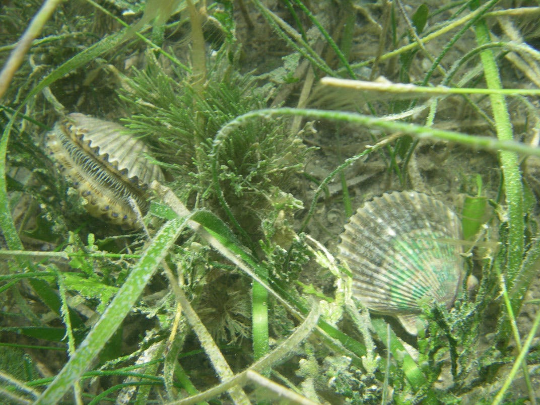 Scalloping Lessons. What diving for scallops teaches me… | by Andrea ...