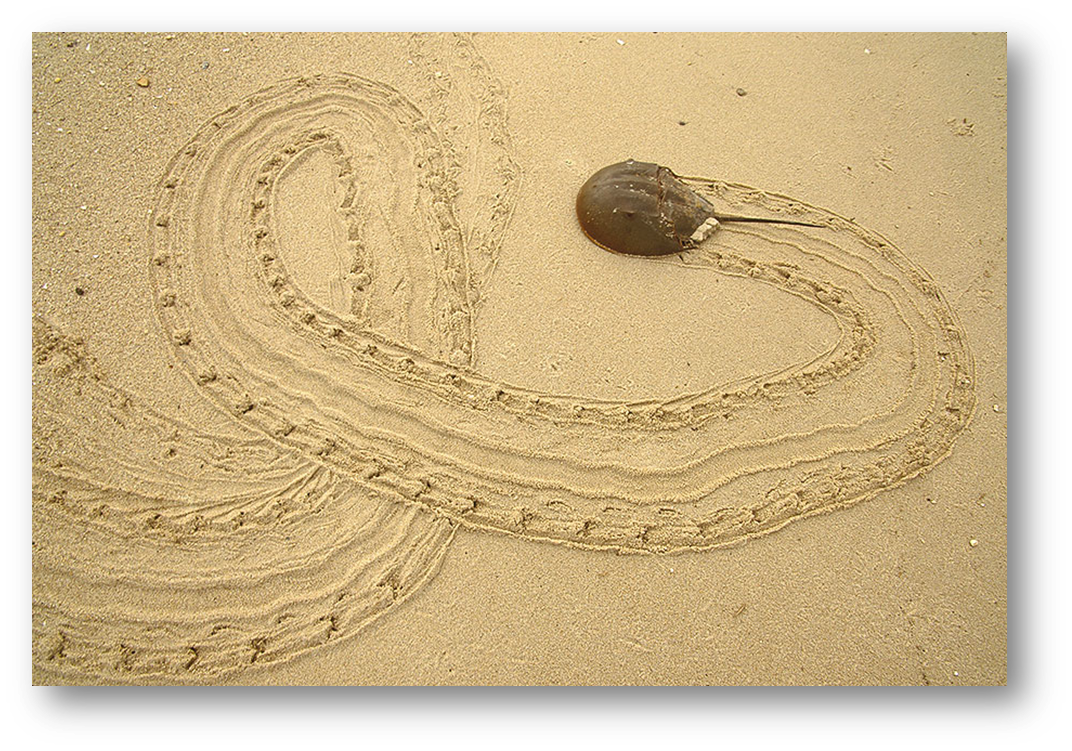 ERDG: Leading the Charge in Horseshoe Crab Conservation | by Brittany ...