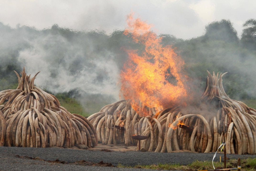 The Black Market; its Role in Illegal Wildlife Trade | by Jordan Becker ...