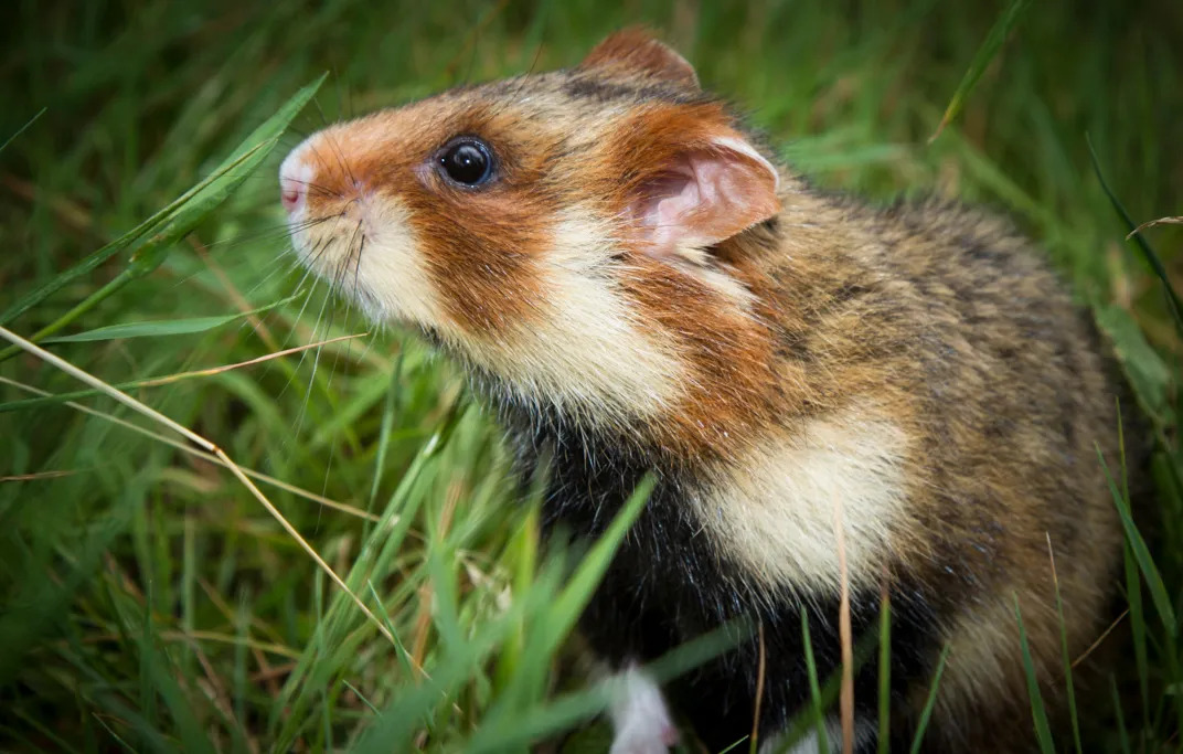 “How to Confuse an AI: The Hamster That Turned Into an Elephant!” | by ...